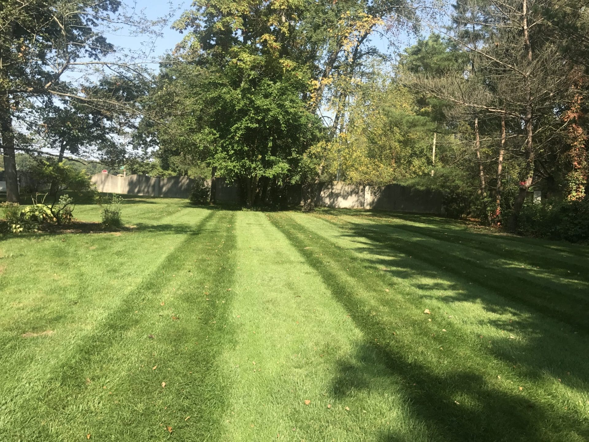 Professional Weed Control | Wauseon, OH | Weed-Free Lawn