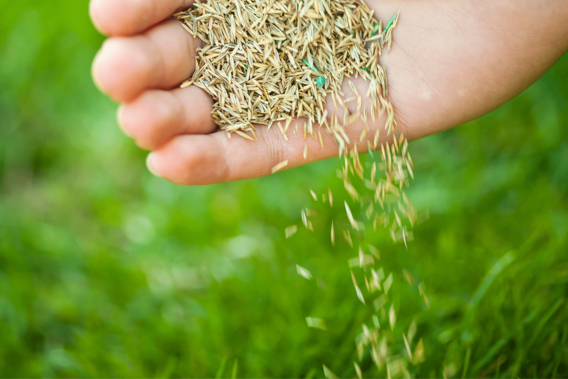 Overseeding Services | Wauseon, OH | Lawn Nourishment