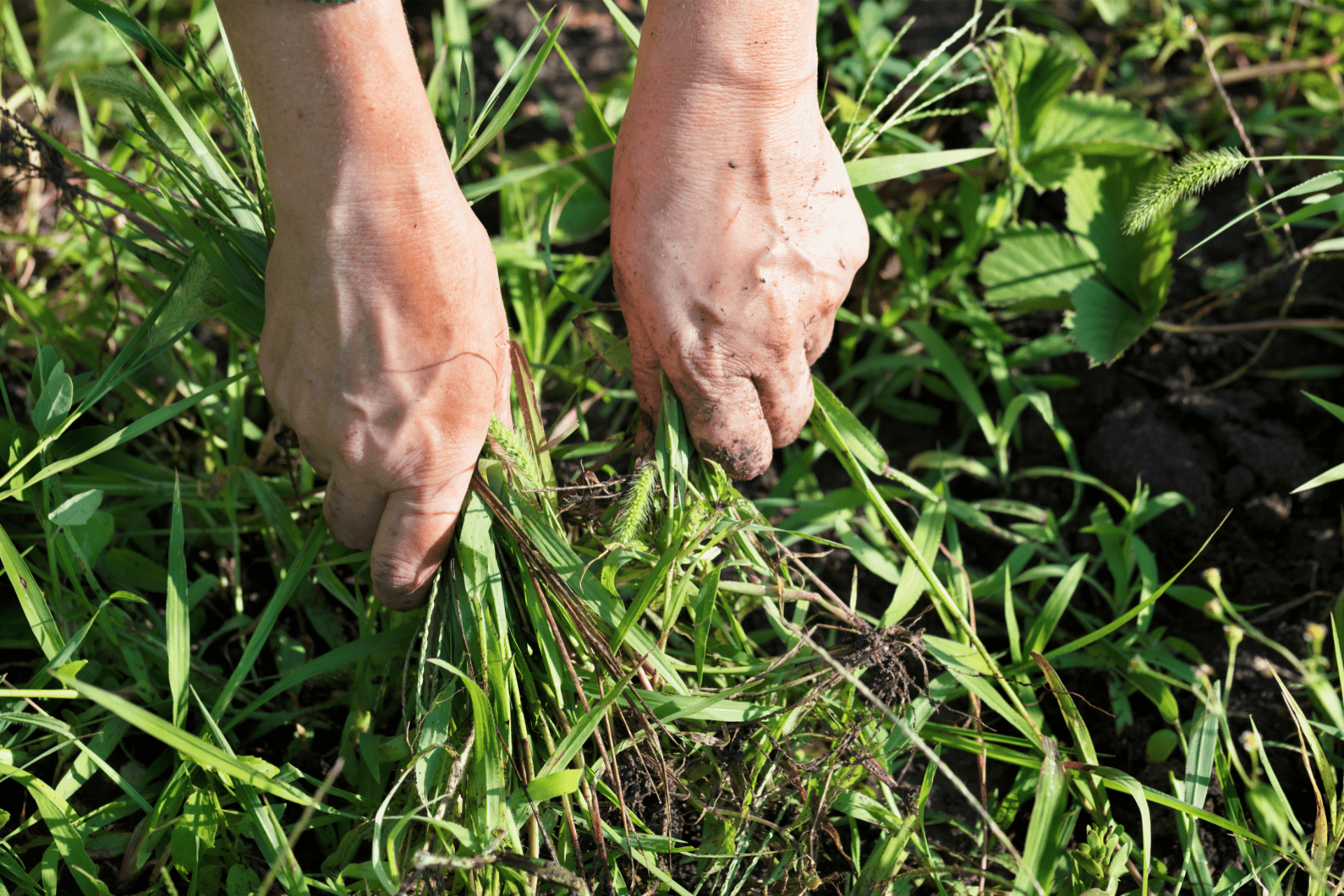 Lawn Care Services | Wauseon, OH | Healthy Lawns